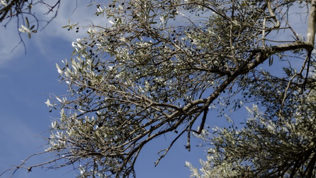 Charnwood Homestead's olive and orange trees - Australian Olive Association