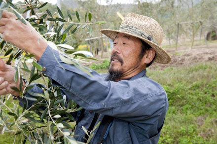 Olive growing in China - Australian Olive Association