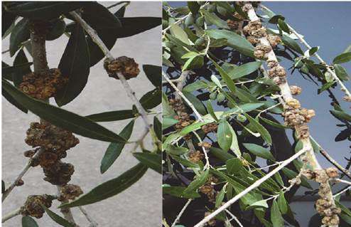 Vigilance required for Olive Knot Disease - Australian Olive Association