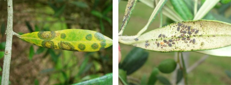 Share your pest and disease experiences for the 2020 Strategic ...