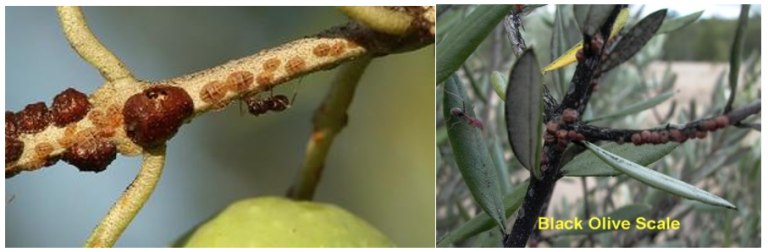 Australian Olives | Olive Pests and Diseases