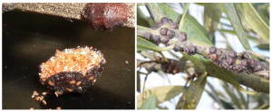 Australian Olives | Olive Pests and Diseases