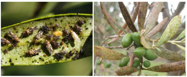 Australian Olives | Olive Pests and Diseases