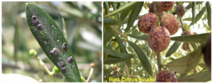 Australian Olives | Olive Pests and Diseases