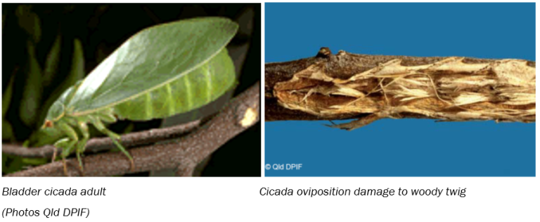 Australian Olives | Olive Pests and Diseases