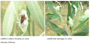 Australian Olives | Olive Pests and Diseases