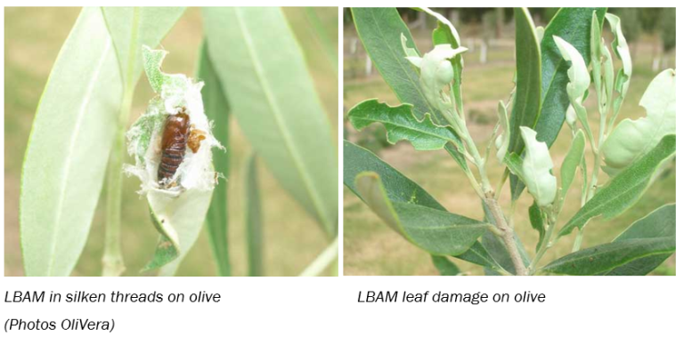 Australian Olives | Olive Pests and Diseases