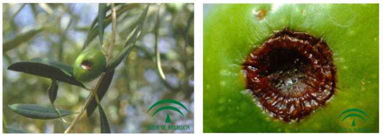 Australian Olives | High Priority Exotic Pests and Diseases of Olives ...