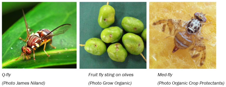 Australian Olives | Olive Pests and Diseases