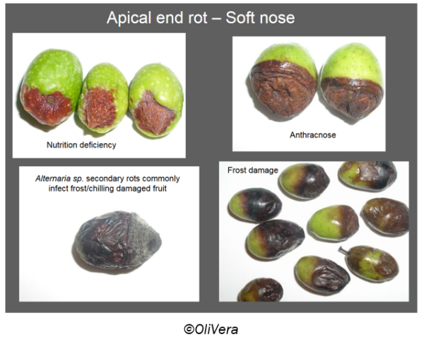 Australian Olives | Olive Pests and Diseases