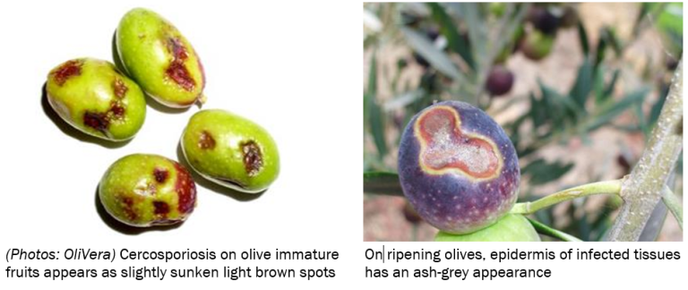 Australian Olives | Olive Pests and Diseases