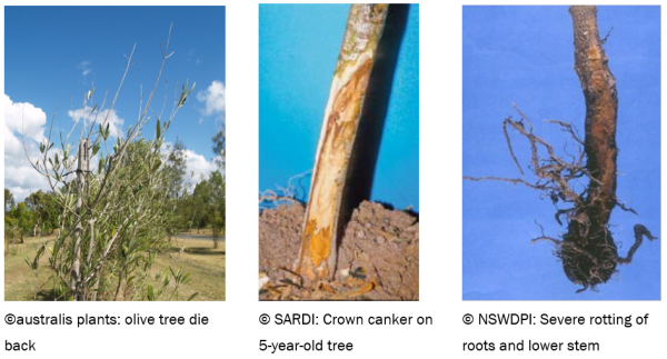 Australian Olives | Olive Pests and Diseases