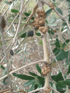 Australian Olives | Olive Pests and Diseases