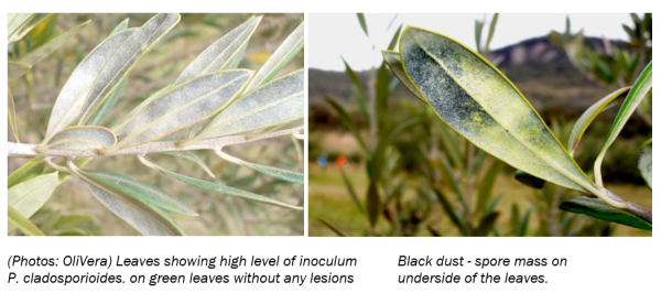 Australian Olives | Olive Pests and Diseases