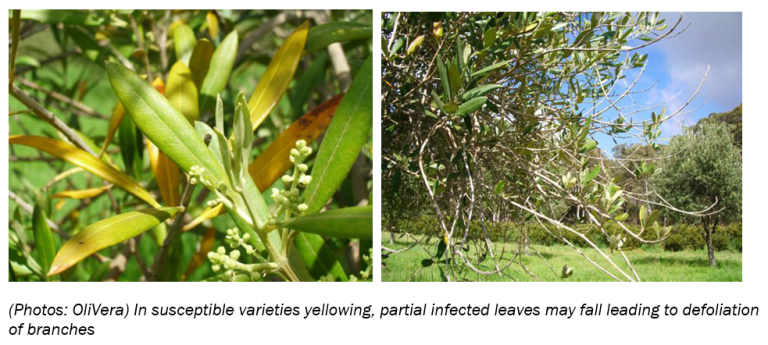 Australian Olives | Olive Pests and Diseases