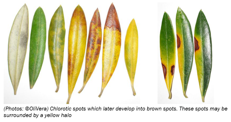 Australian Olives | Olive Pests and Diseases