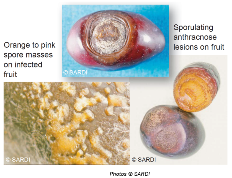 Australian Olives | Olive Pests and Diseases