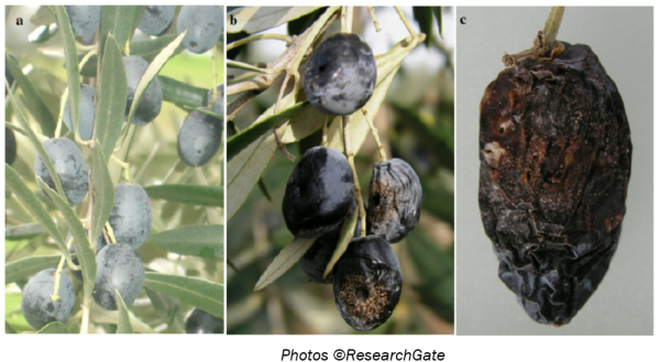 Australian Olives | Olive Pests and Diseases