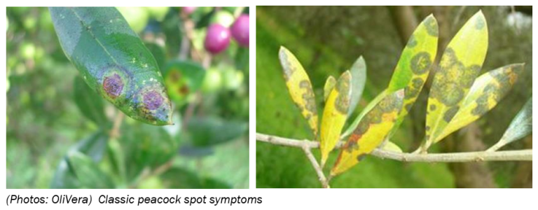 Australian Olives | Olive Pests and Diseases