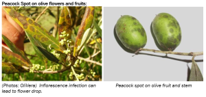 Australian Olives | Olive Pests and Diseases