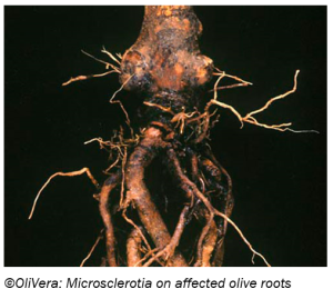 Australian Olives | Olive Pests and Diseases