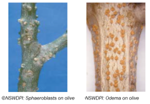 Australian Olives | Olive Pests and Diseases