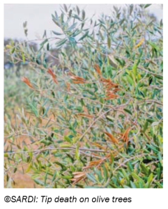 Australian Olives | Olive Pests and Diseases