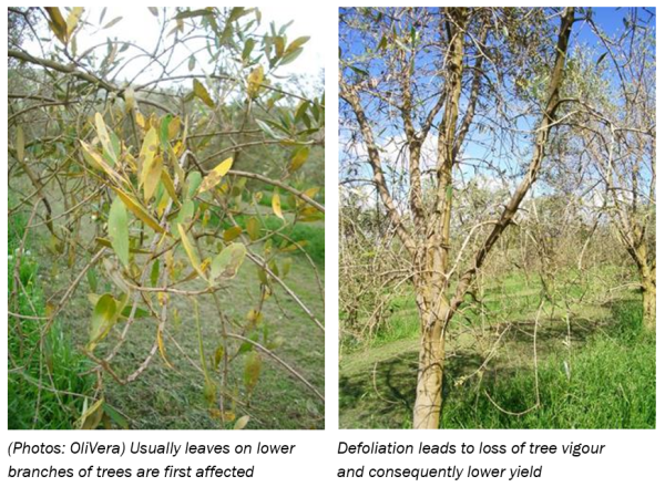 Australian Olives | Olive Pests and Diseases