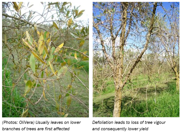 Australian Olives | Olive Pests and Diseases