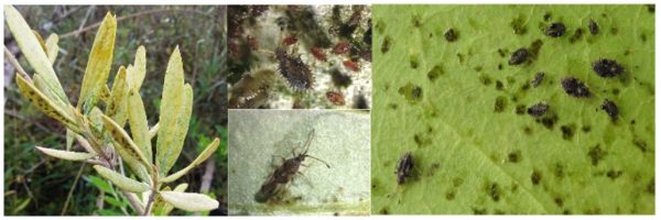 Australian Olives | Management of Olive Lace Bug and Black Scale