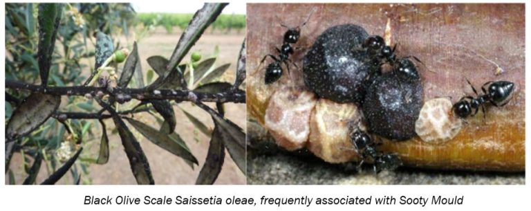 Australian Olives | Biosecurity Best Practice – May 2021