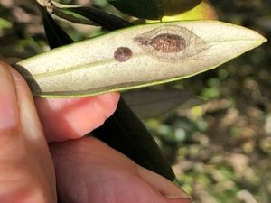 Australian Olives | Biosecurity Best Practice – May 2021