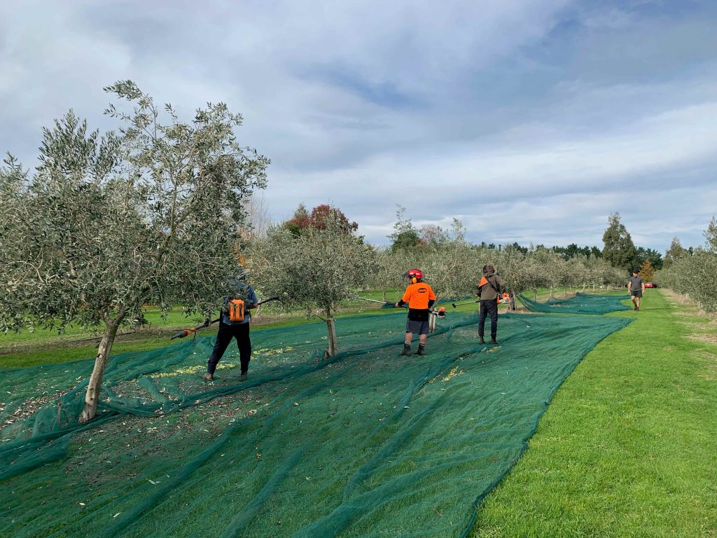 Knowing when to pick your olives - Australian Olive Association