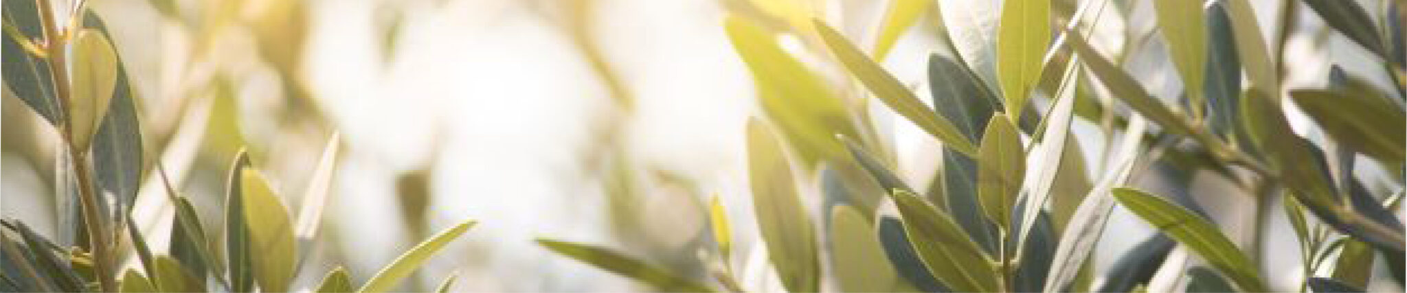 A good year for Aussie olives as consumer and investor interest grows ...