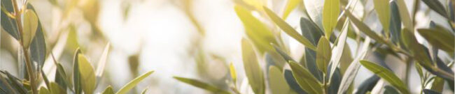 A good year for Aussie olives as consumer and investor interest grows ...