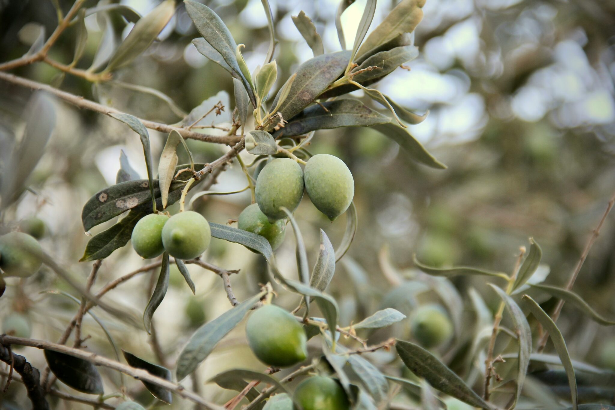 Olive gene mapping to assist variety selection - Australian Olive ...
