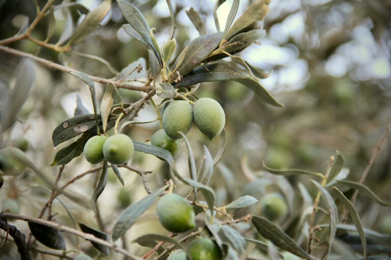 Home - Australian Olive Association