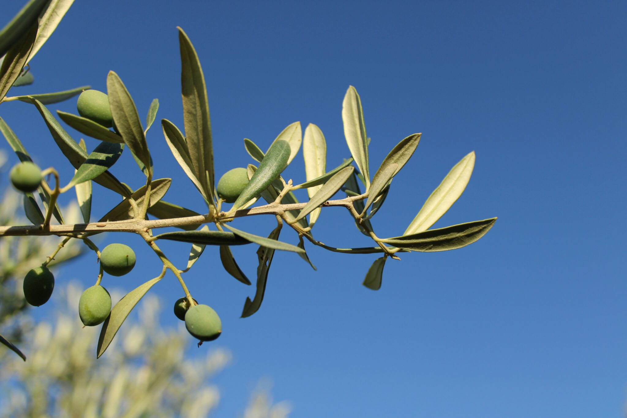 World olive market shake-up an opportunity for Aussie growers ...