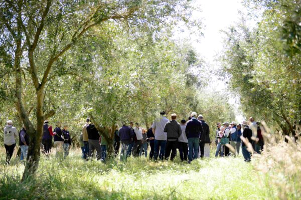 Celebrating Australian olives this National Ag Day - Australian Olive ...