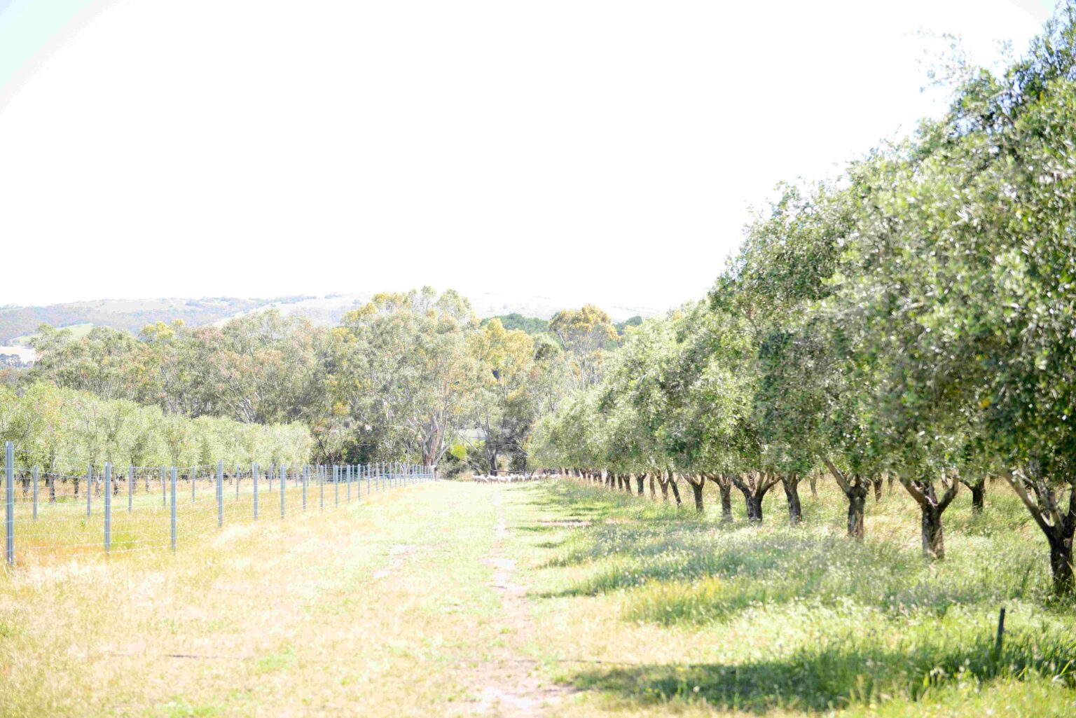 Industry News - Australian Olive Association