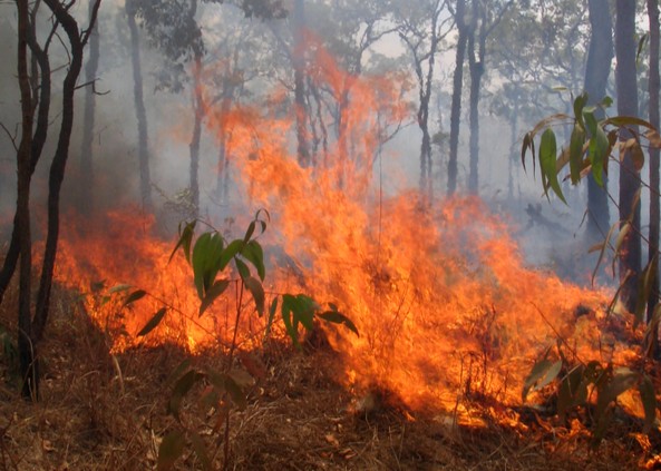 Industry support for fire-affected olive growers - Australian Olive ...